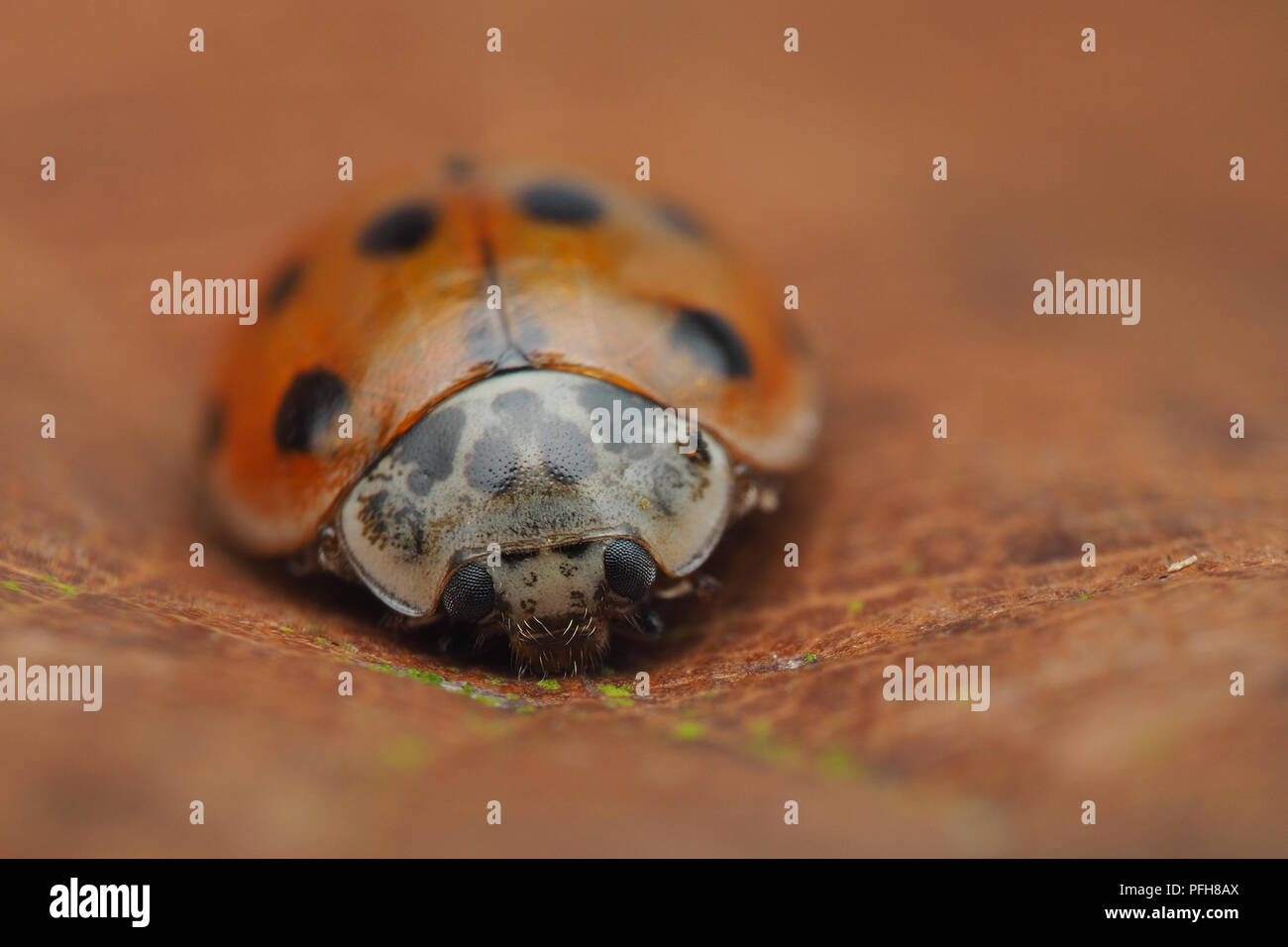 10 spot ladybird hi-res stock photography and images - Alamy