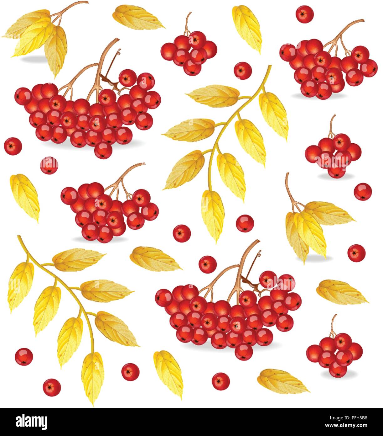 Rowan berries in autumn red Stock Vector Images - Alamy