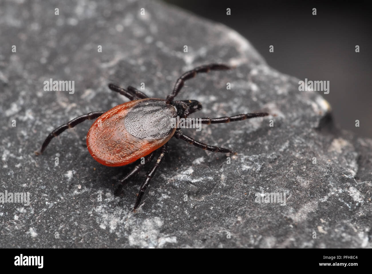 Deer Tick (Ixodes ricinus) crawling on ground. Tipperary, Ireland Stock ...