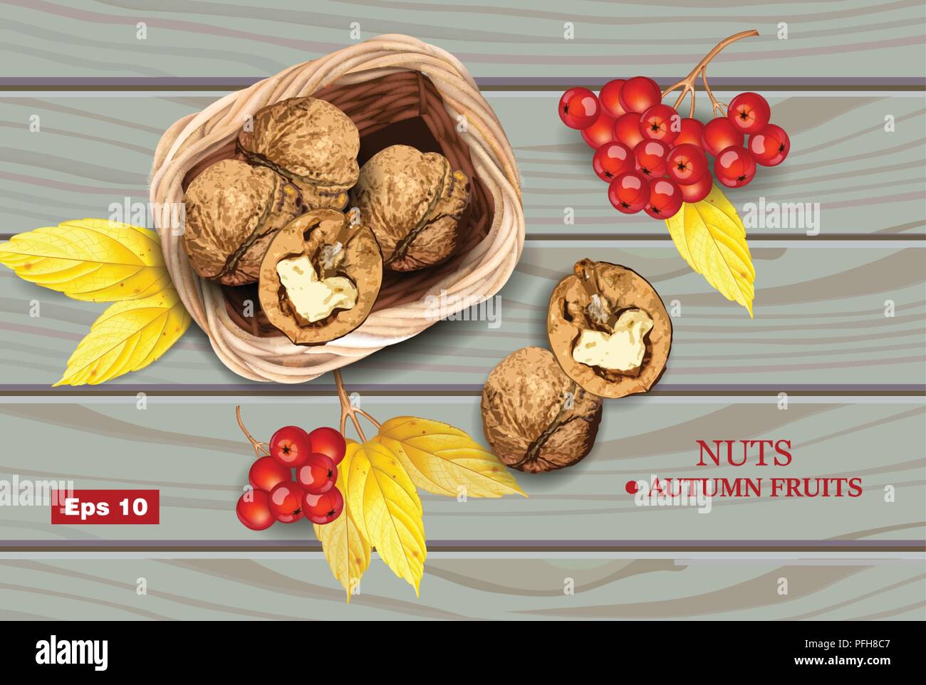 Walnuts shell Stock Vector Images - Alamy