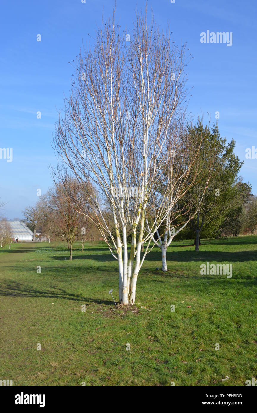 Multi stem birch hi-res stock photography and images - Alamy
