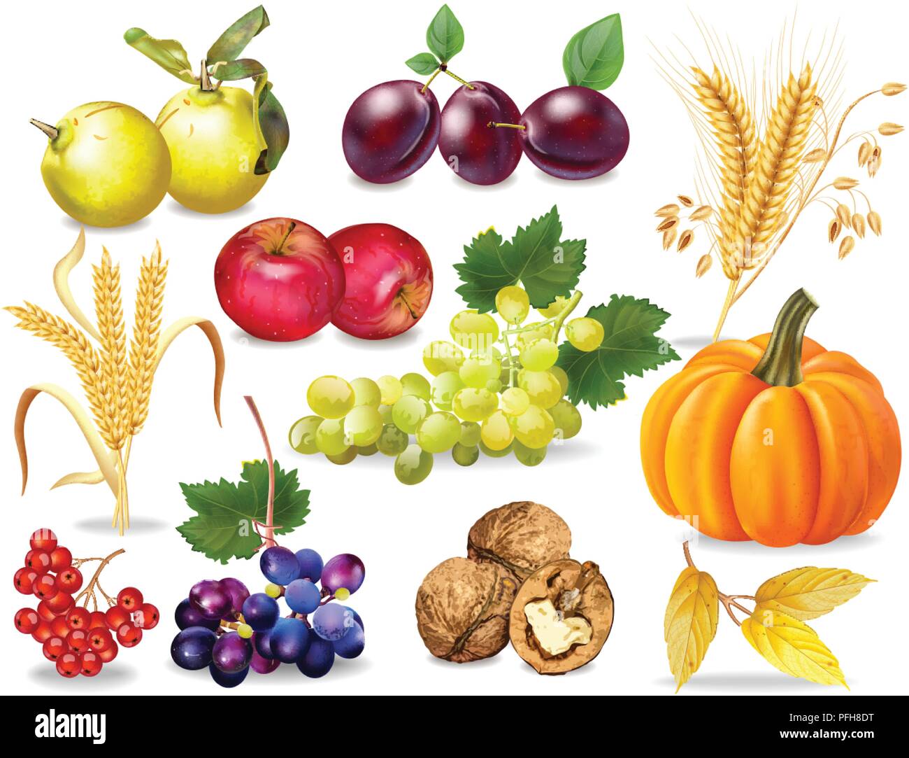 Autumn fruits and vegetables collection Stock Vector Image & Art - Alamy