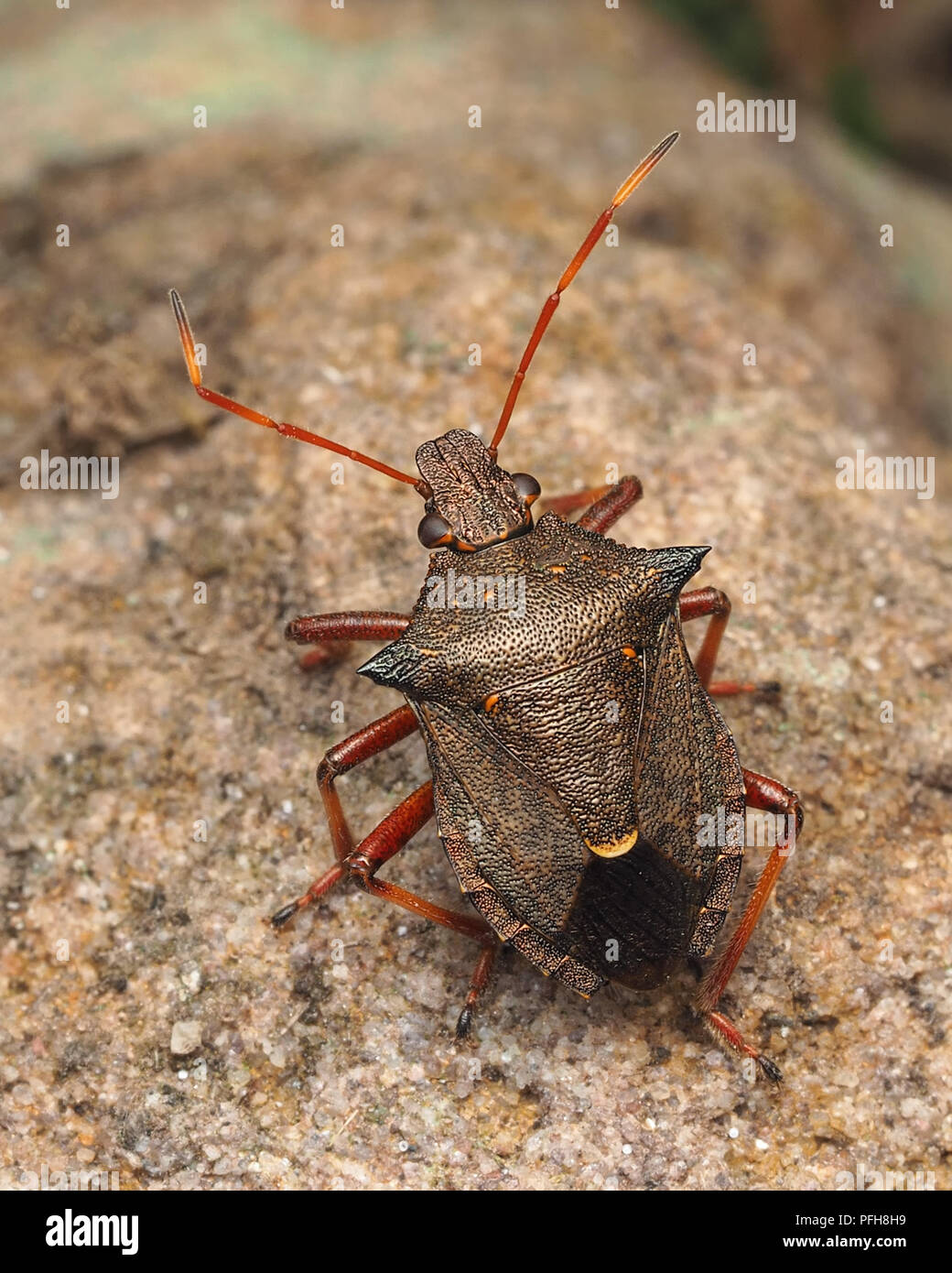 Spiked Shieldbug (Picromerus bidens) at rest on rock. Tipperary ...