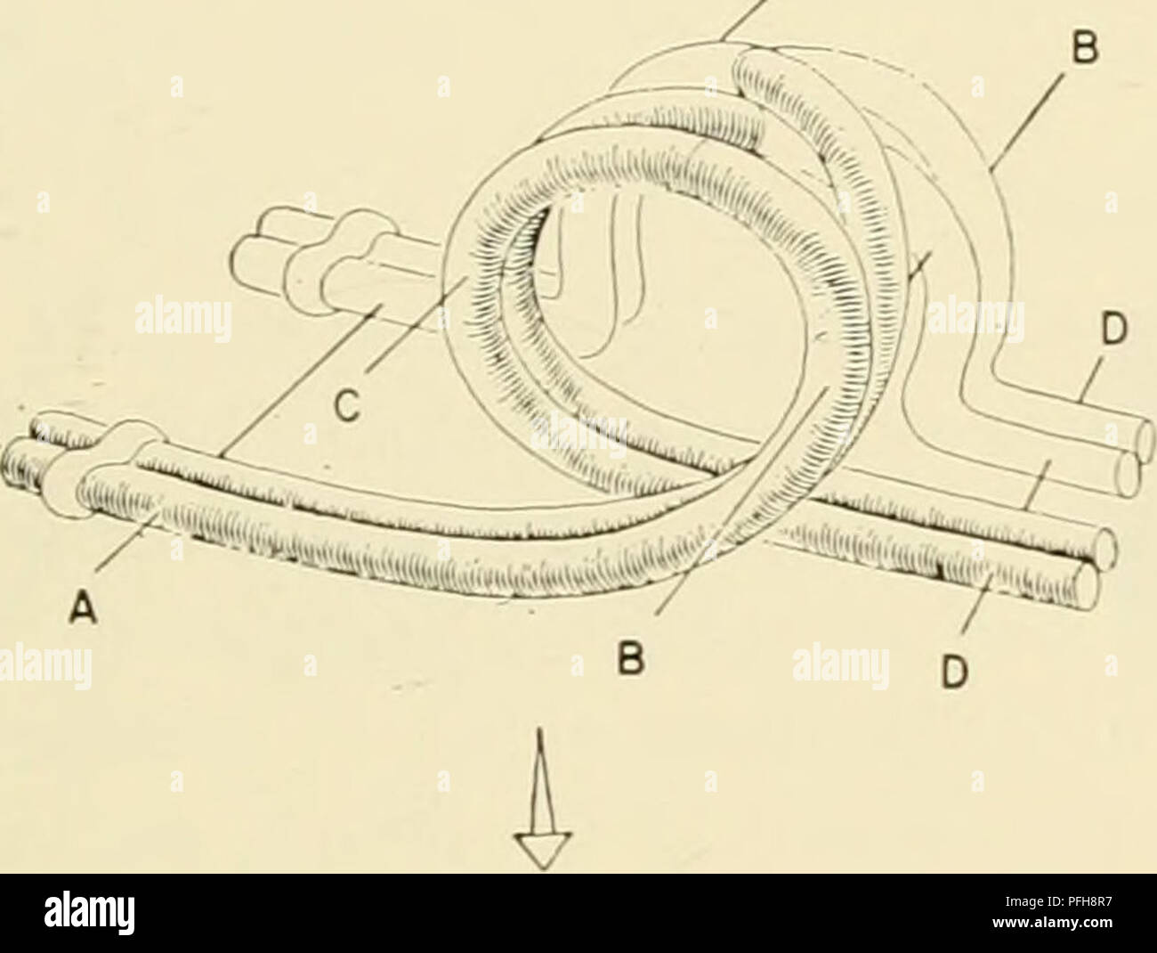 Chromosome Inversion High Resolution Stock Photography and Images - Alamy