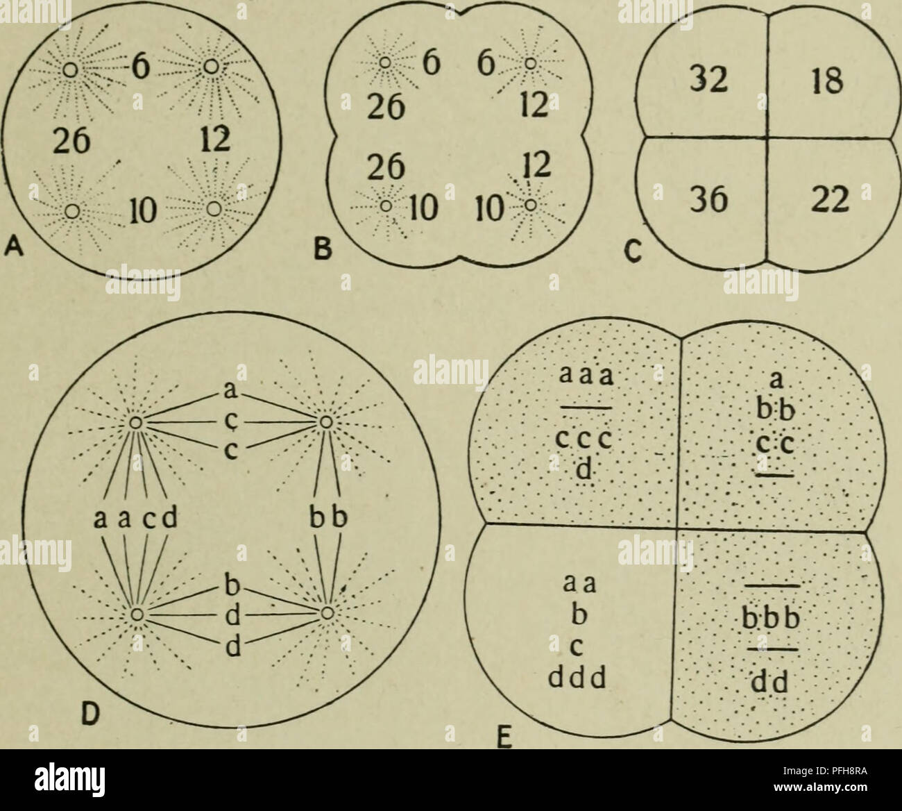 . Cytology, with special reference to the metazoan nucleus. Cells. VI ...