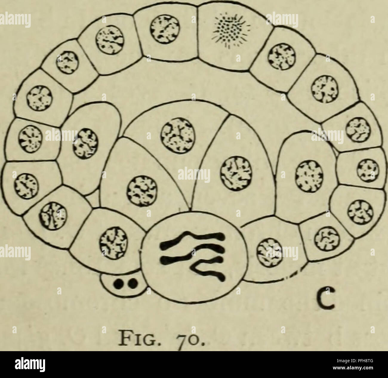 This cytological study focuses on polar body formation in *Ascaris ...