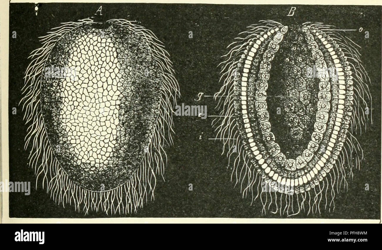 Organformation hi-res stock photography and images - Alamy