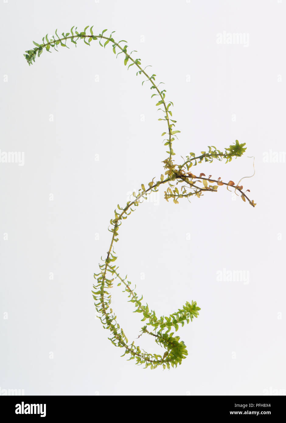 Elodea canadensis hi-res stock photography and images - Alamy