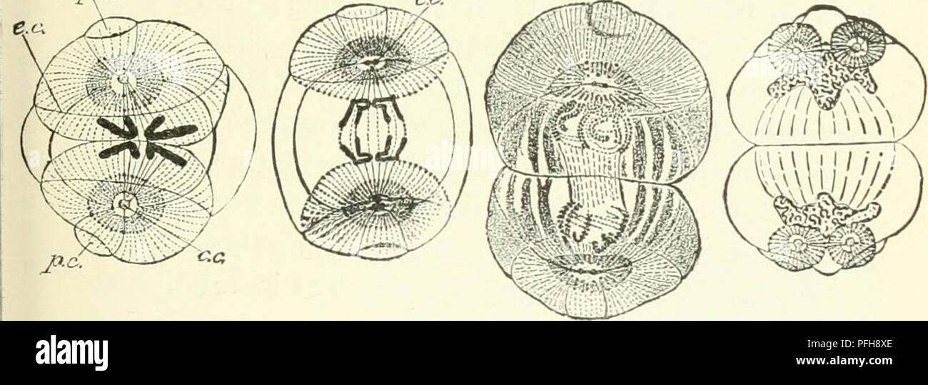 Evolution vii hi-res stock photography and images - Alamy