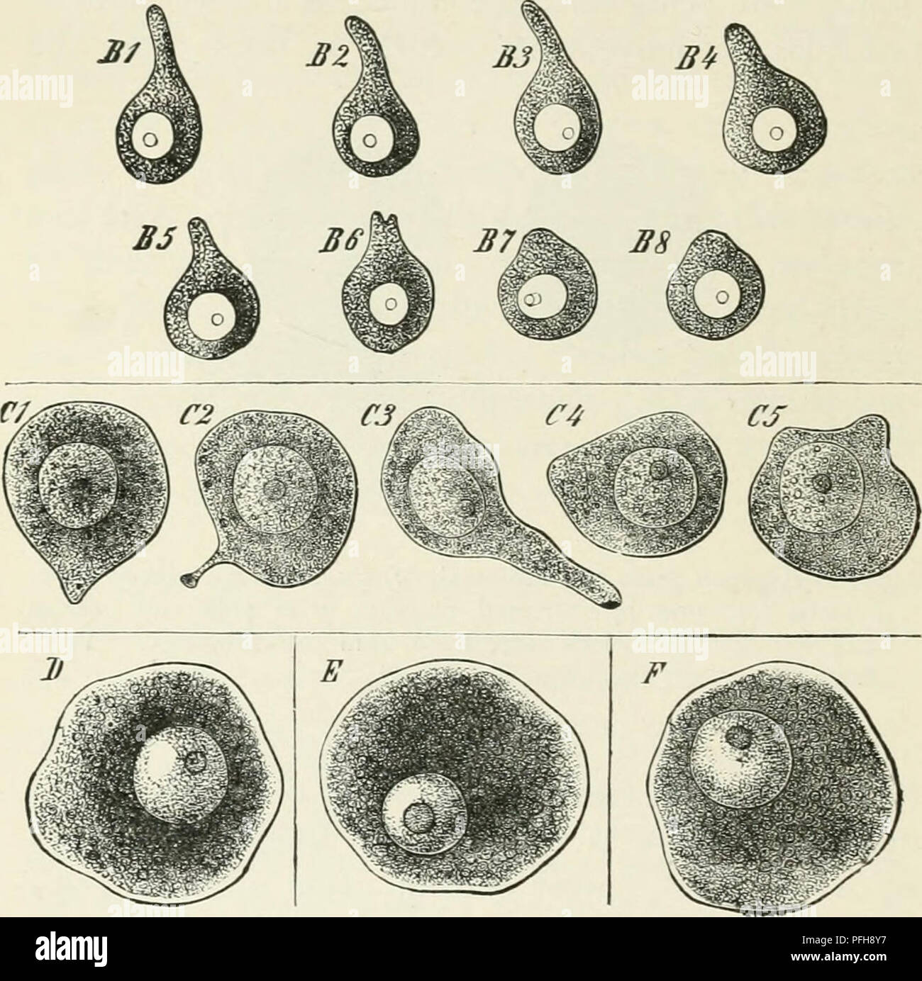 Amoeboid movement hi-res stock photography and images - Alamy