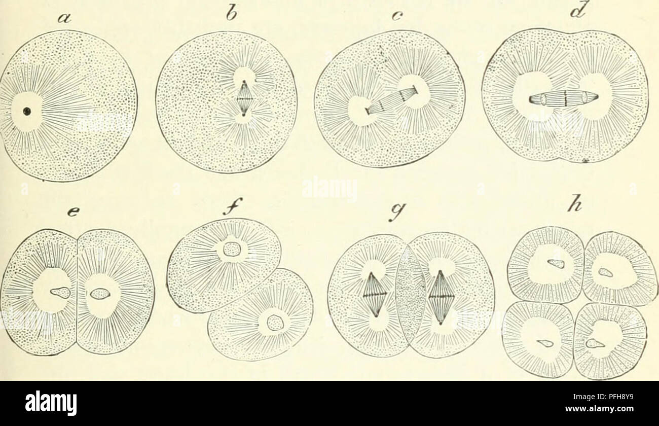 Worm embryo hi-res stock photography and images - Alamy