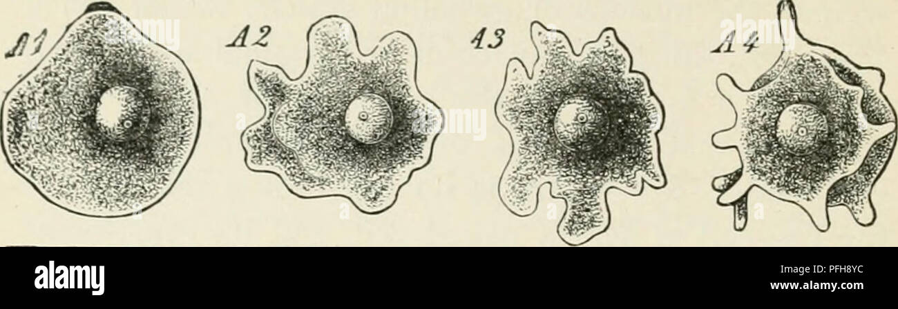 Darwinian evolution theory hi-res stock photography and images - Alamy