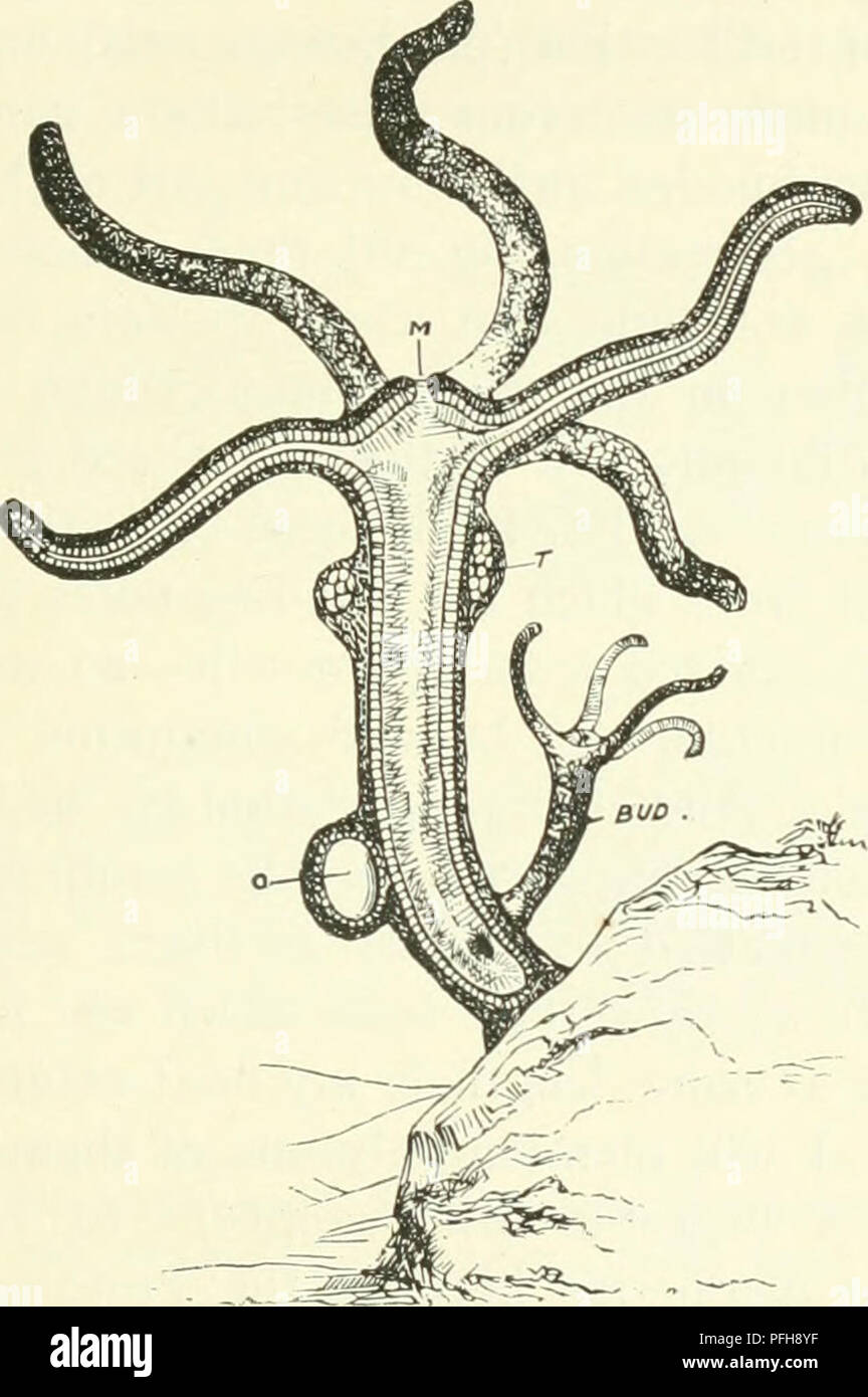 Hydra testis hi-res stock photography and images - Alamy