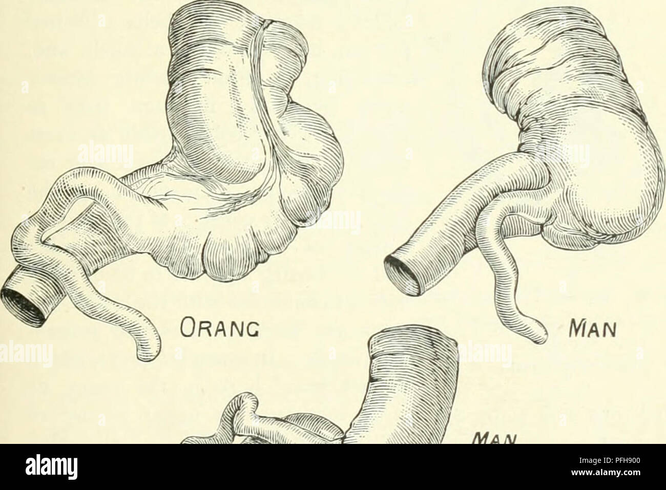 This work presents an overview of Charles Darwin's evolutionary theory ...