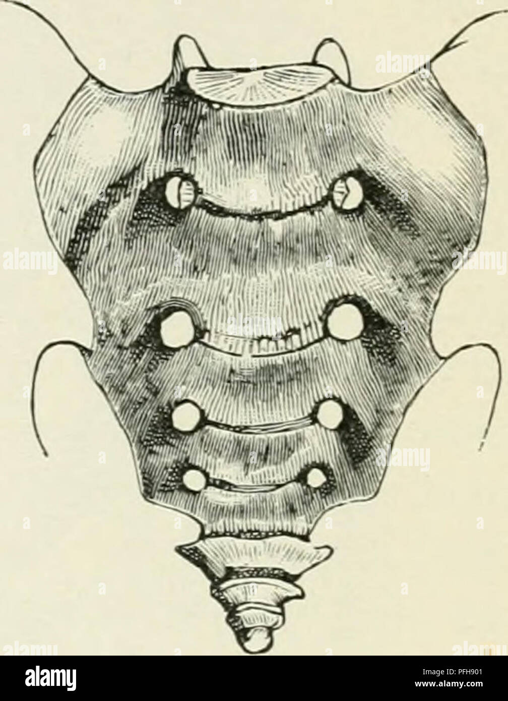 Rudimentary tail hi-res stock photography and images - Alamy
