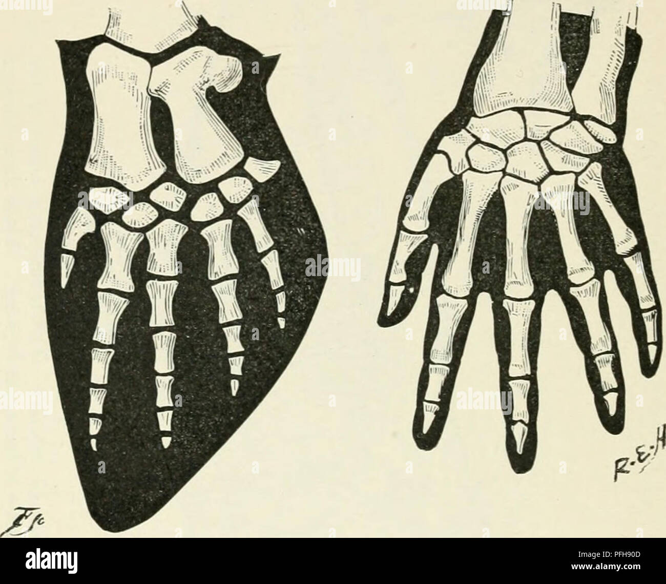 This image from the book 'Darwin, and after Darwin' compares the ...