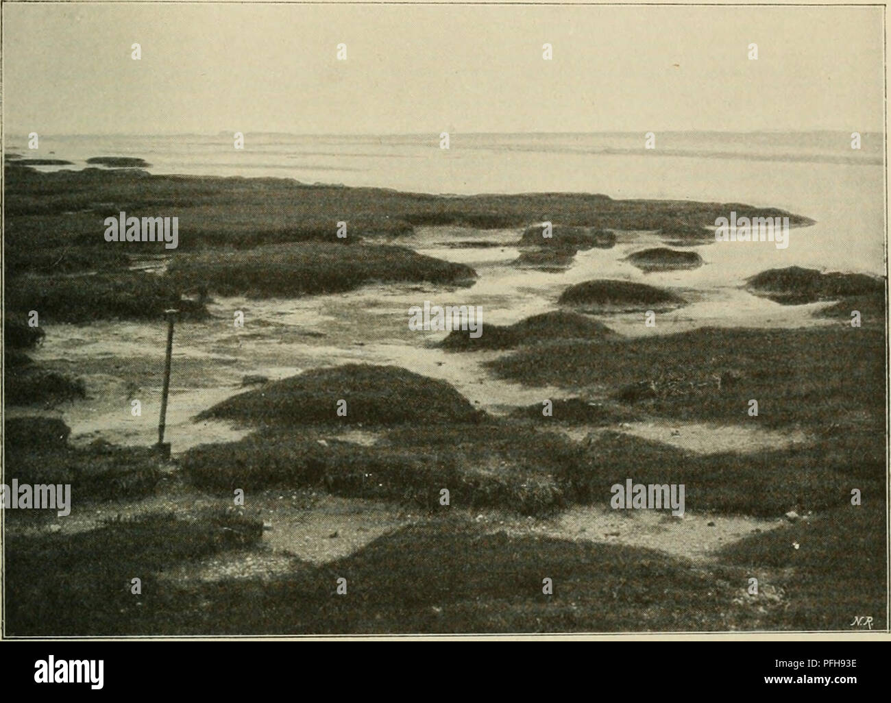 This image shows changes in marshland ecosystems, focusing on the marsh ...