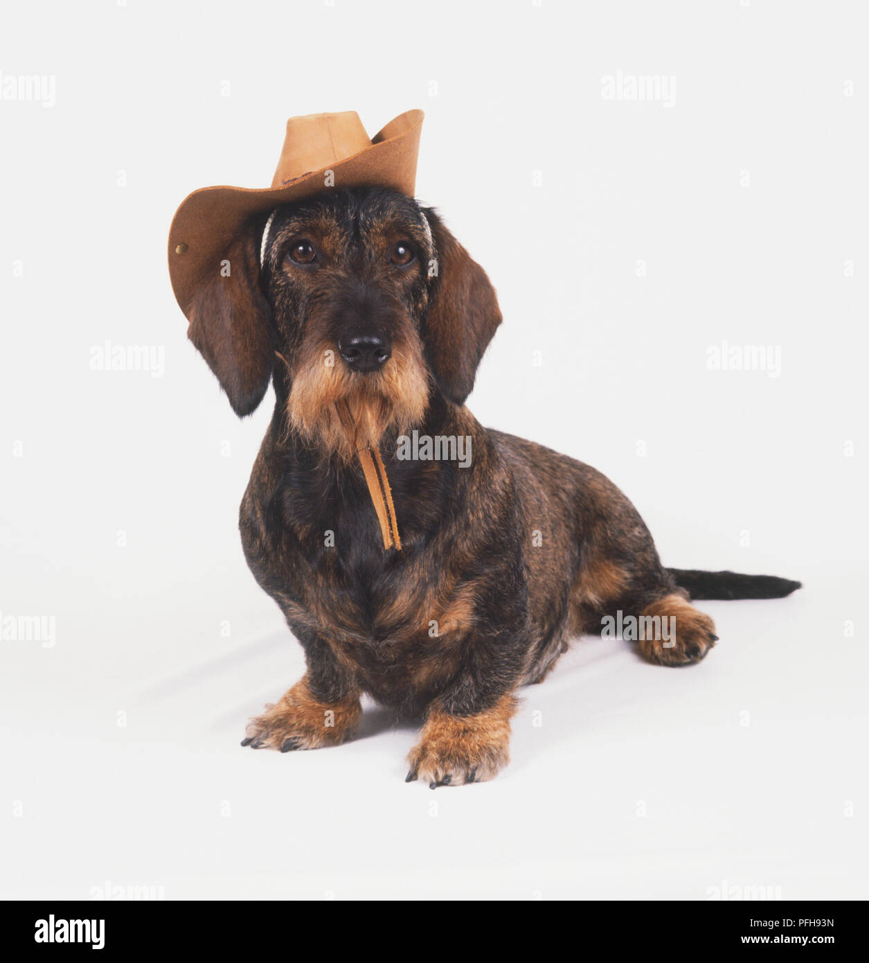 Dachshund (Canis familiaris) wearing a cowboy hat, front view Stock ...