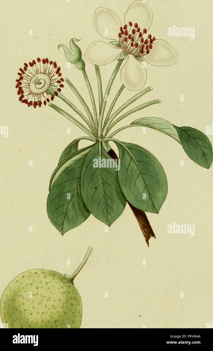 This work presents foreign tree and shrub species that thrive in ...