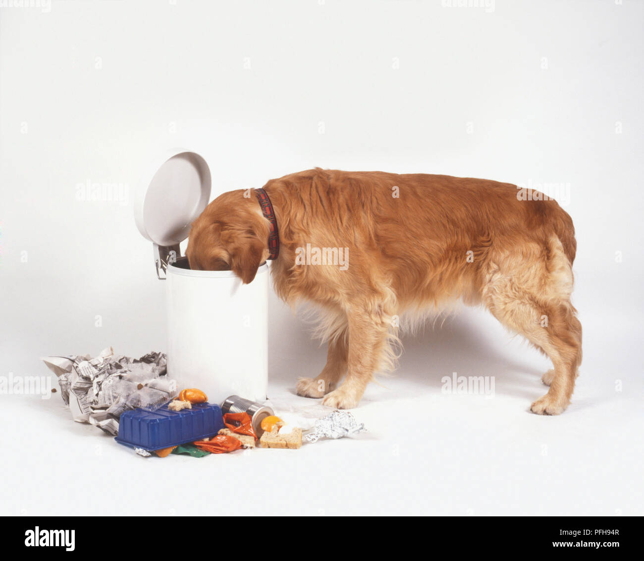 Golden Retriever (Canis familiaris) burying its head in a rubbish bin ...