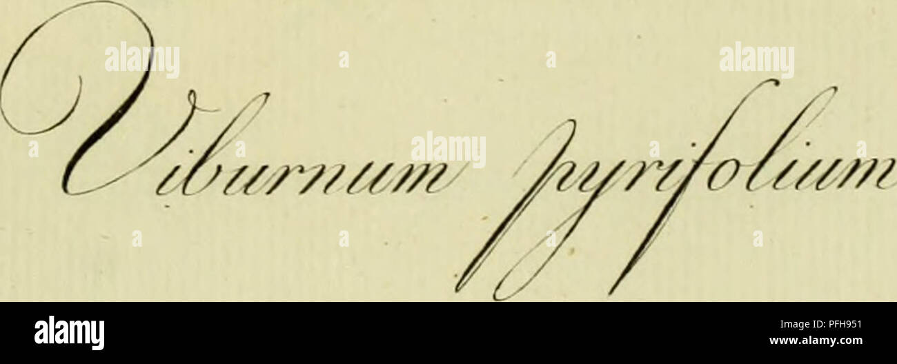 This work illustrates the foreign trees and shrubs that are hardy ...