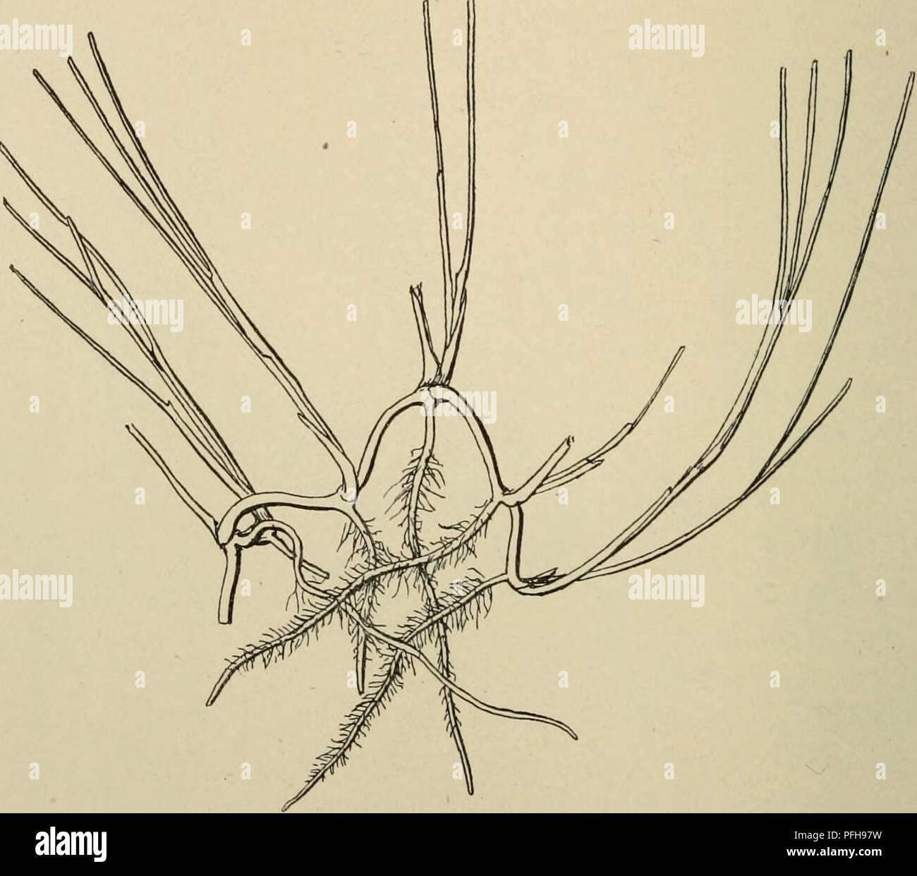This work focuses on Danish plant life, exploring the ecological ...