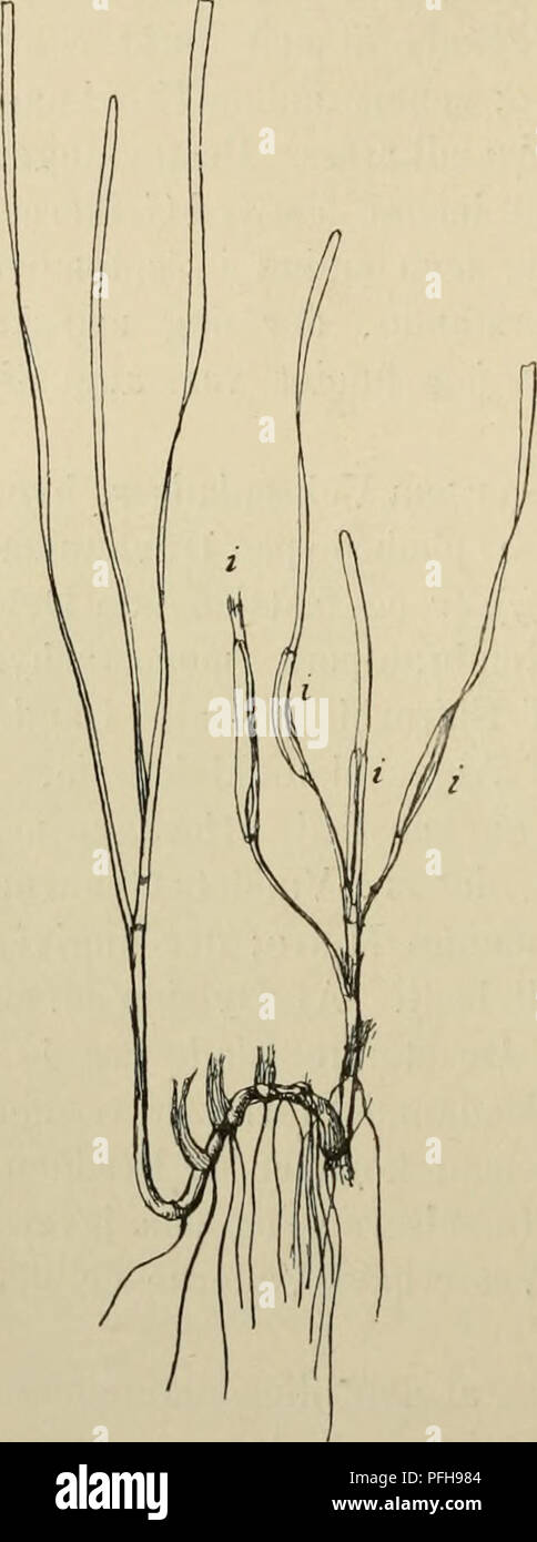 This text on Danish plant life explores the plant species found in ...