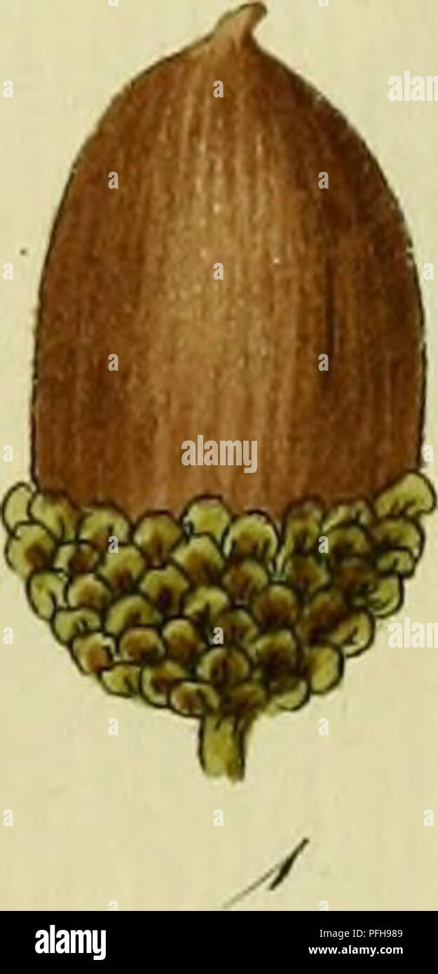 This illustration by Johann Simon Kerner shows foreign trees and shrubs ...