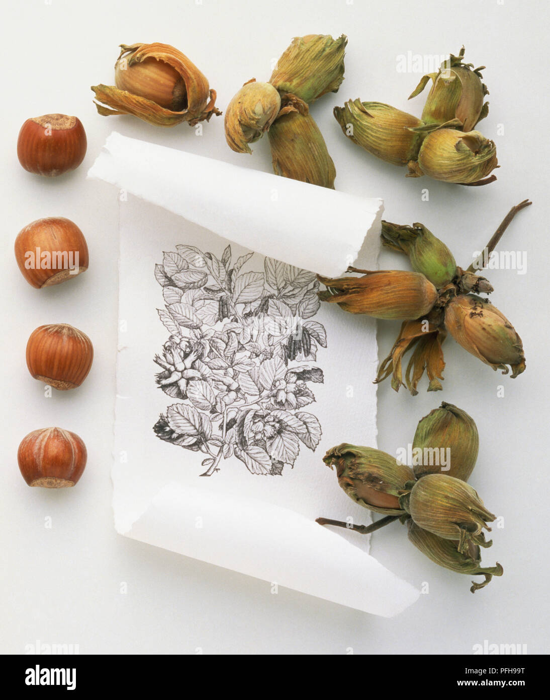 Above view, Hazelnuts and filberts surrounding an illustration of a ...