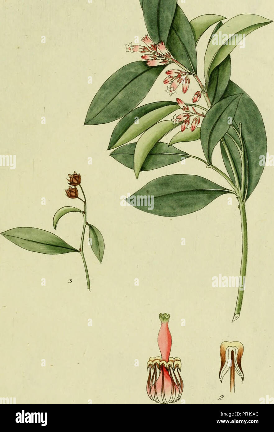 This illustration showcases foreign trees and shrubs that thrive ...