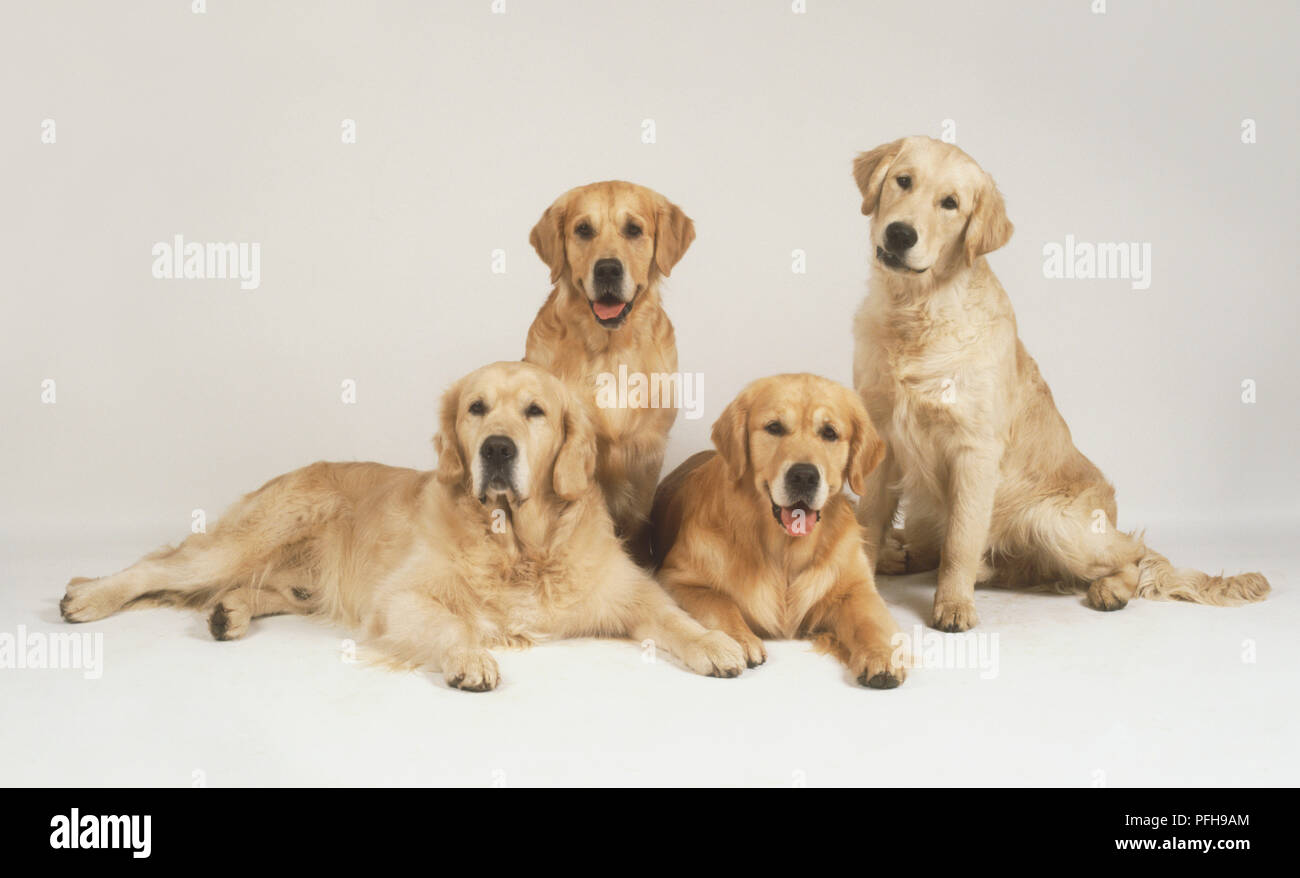 Group of four Golden Retrievers (Canis familiaris) seated together ...