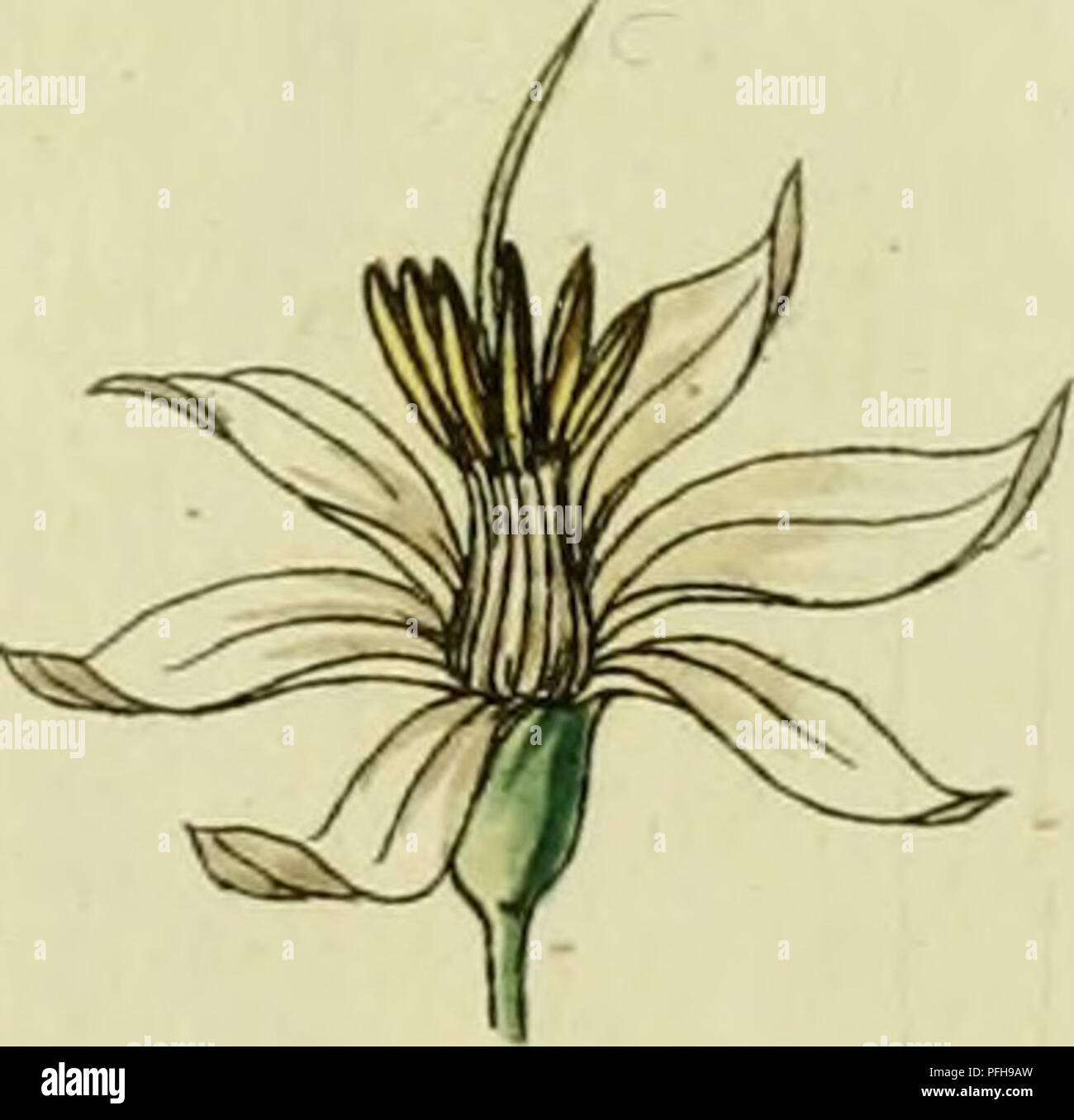 This work illustrates foreign trees and shrubs that can endure outdoor ...