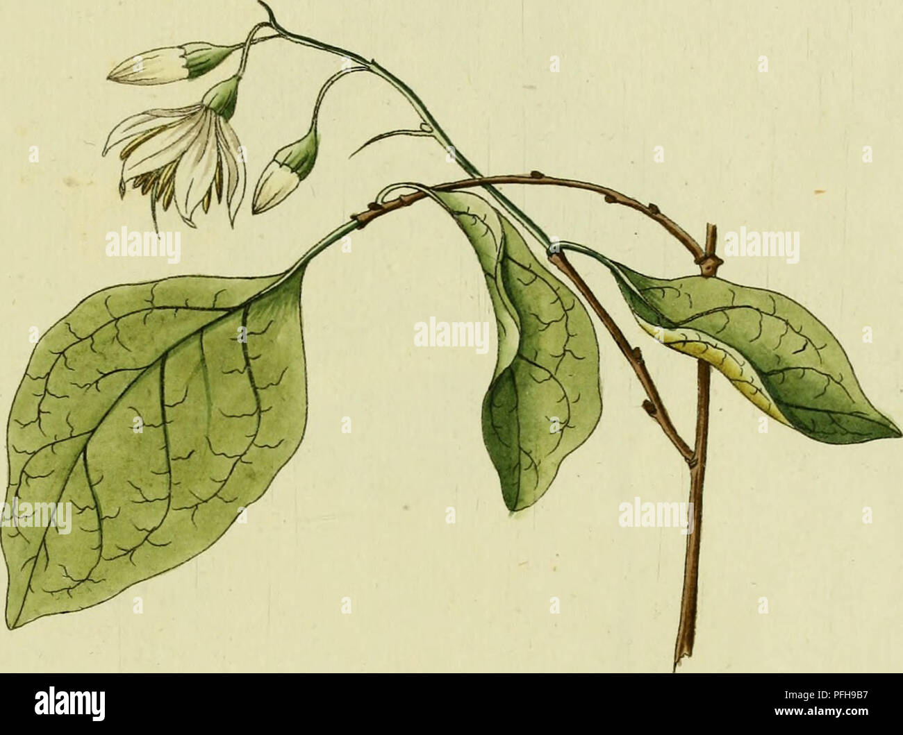 This work showcases foreign trees and shrubs that are able to thrive ...