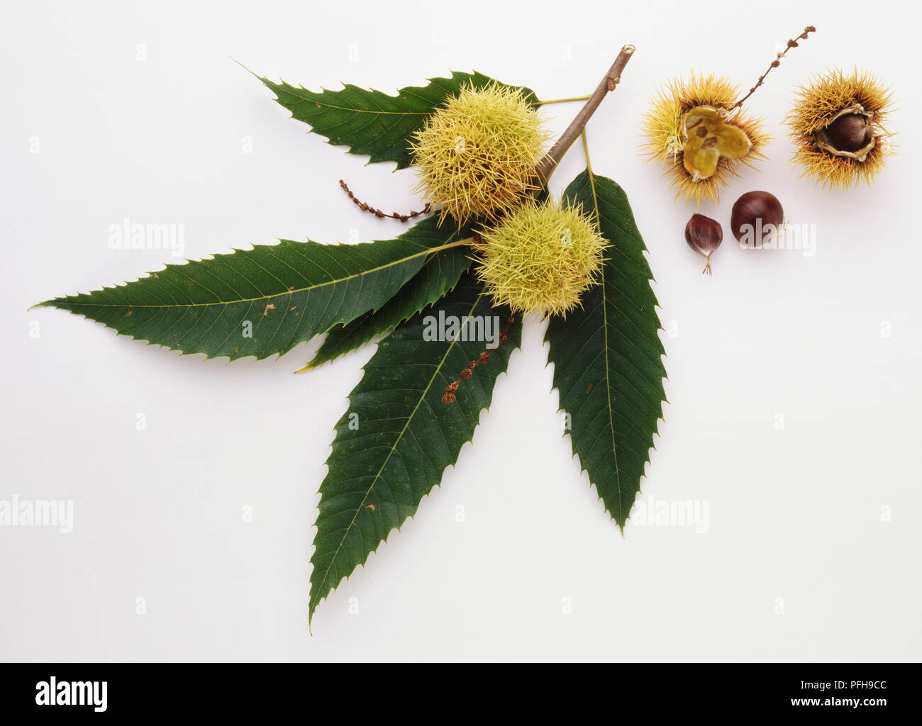 Above view of shelled Chestnut, opened Chestnuts and whole Chestnut ...