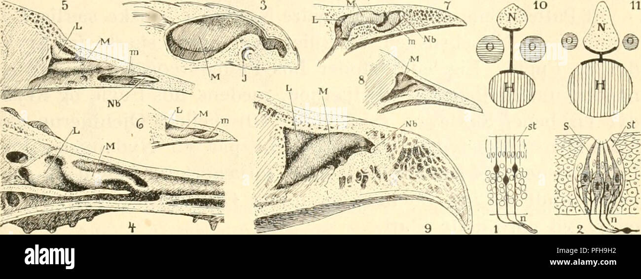 This page from the Danish Ornithological Society's journal describes ...