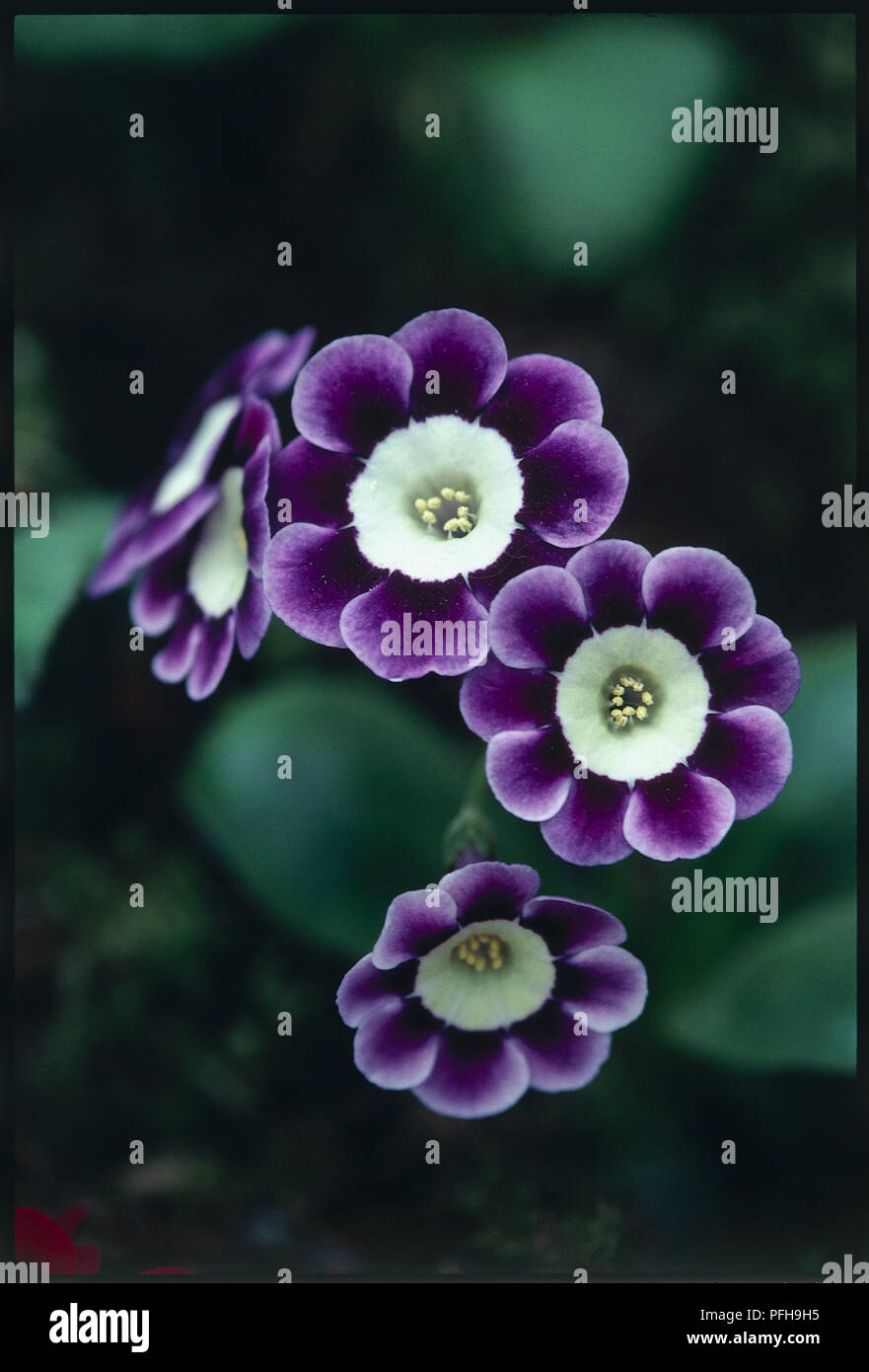 Garden auricula primula auricula hi-res stock photography and images ...