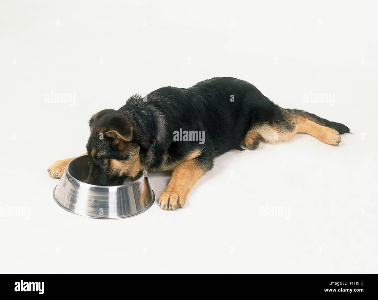 German shepherd dog feeding hi-res stock photography and images - Alamy