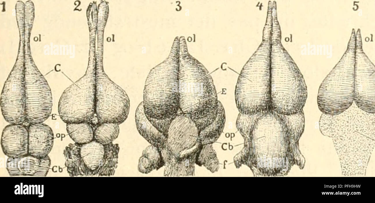 This article from the Danish Ornithological Society examines the ...