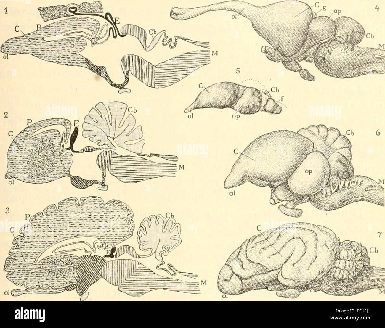 The Danish Ornithological Society's journal presents studies on birds ...