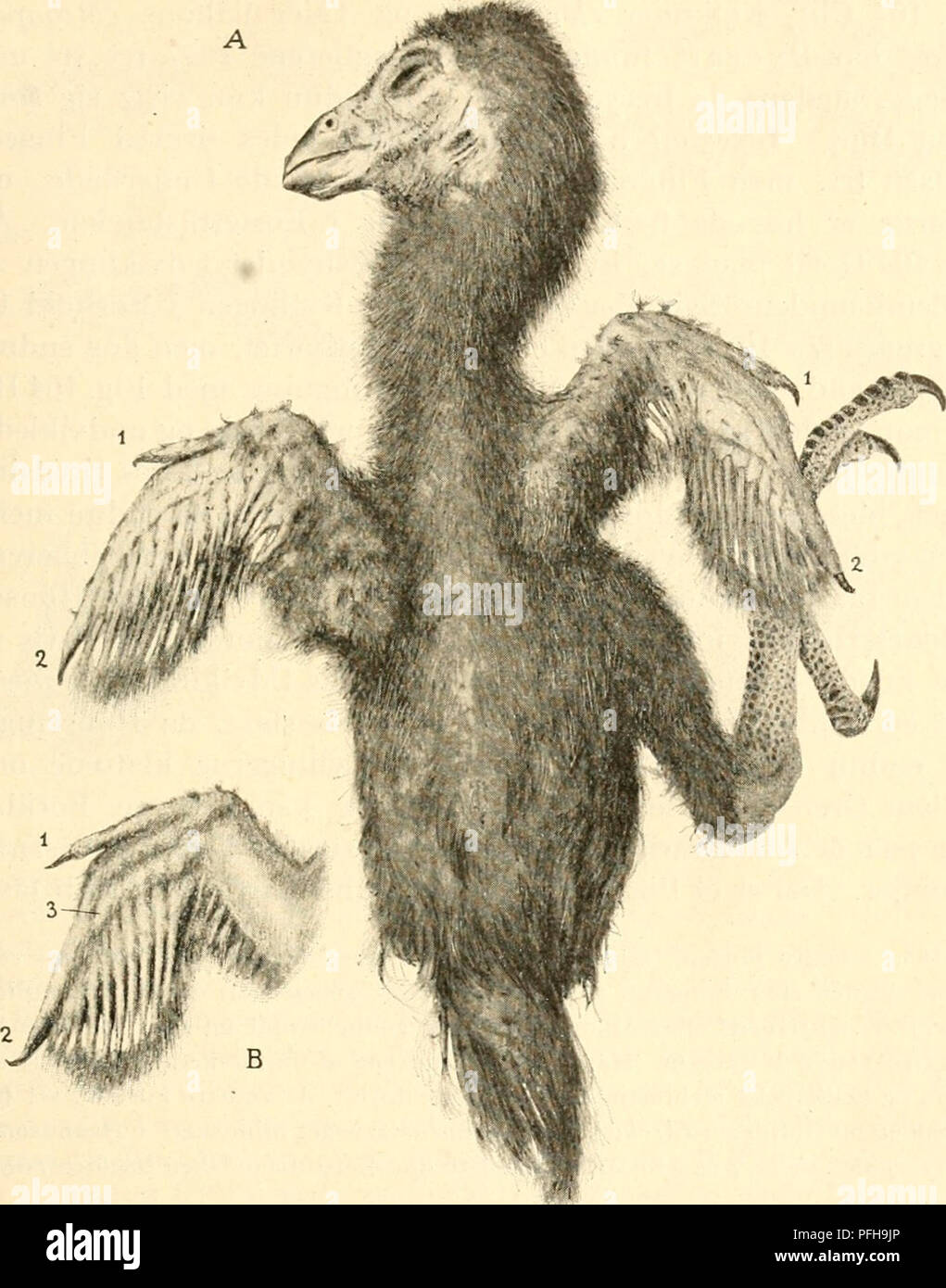 This article discusses the Hoatzin, a unique bird species, with ...