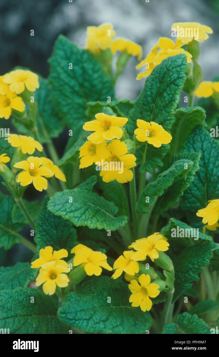 Primula forrestii (Primrose), umbels of yellow flowers, and deep green ...