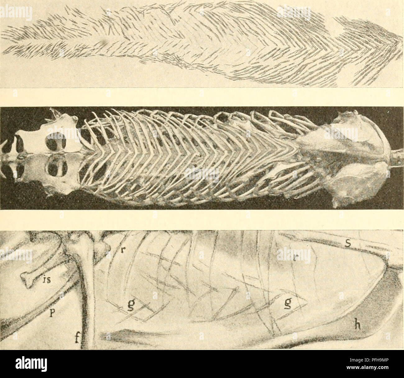 This Danish ornithological journal discusses the skeletal development ...