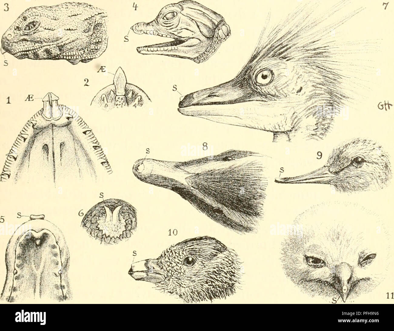An ornithological study of various bird species, focusing on the ...