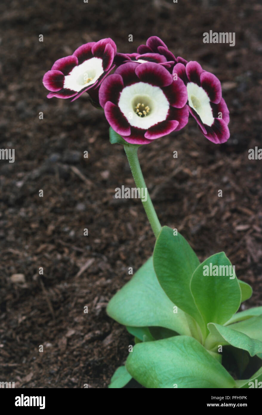 Oval green leaves hi-res stock photography and images - Alamy