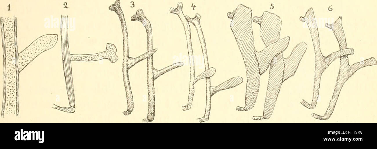 This article discusses avian biology, particularly focusing on bird ...