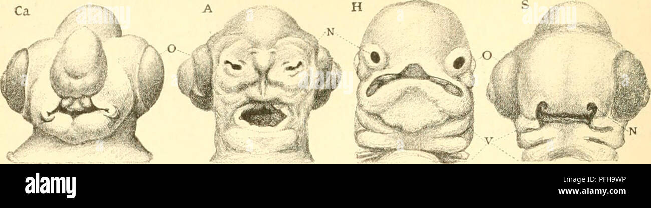 This illustration from the Danish Ornithological Society depicts ...
