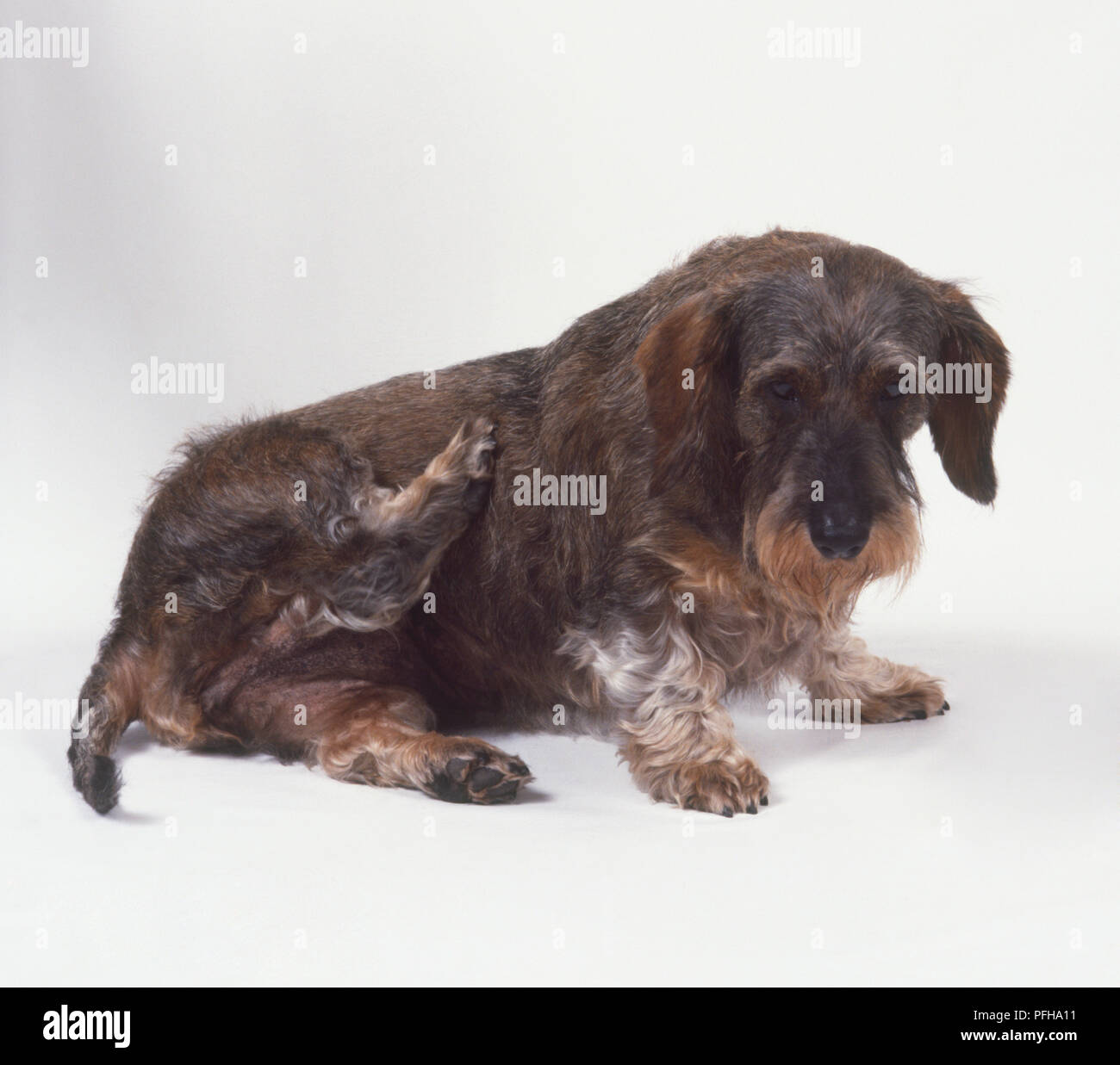 Dachshund (Canis familiaris) scratching itself, side view Stock Photo ...
