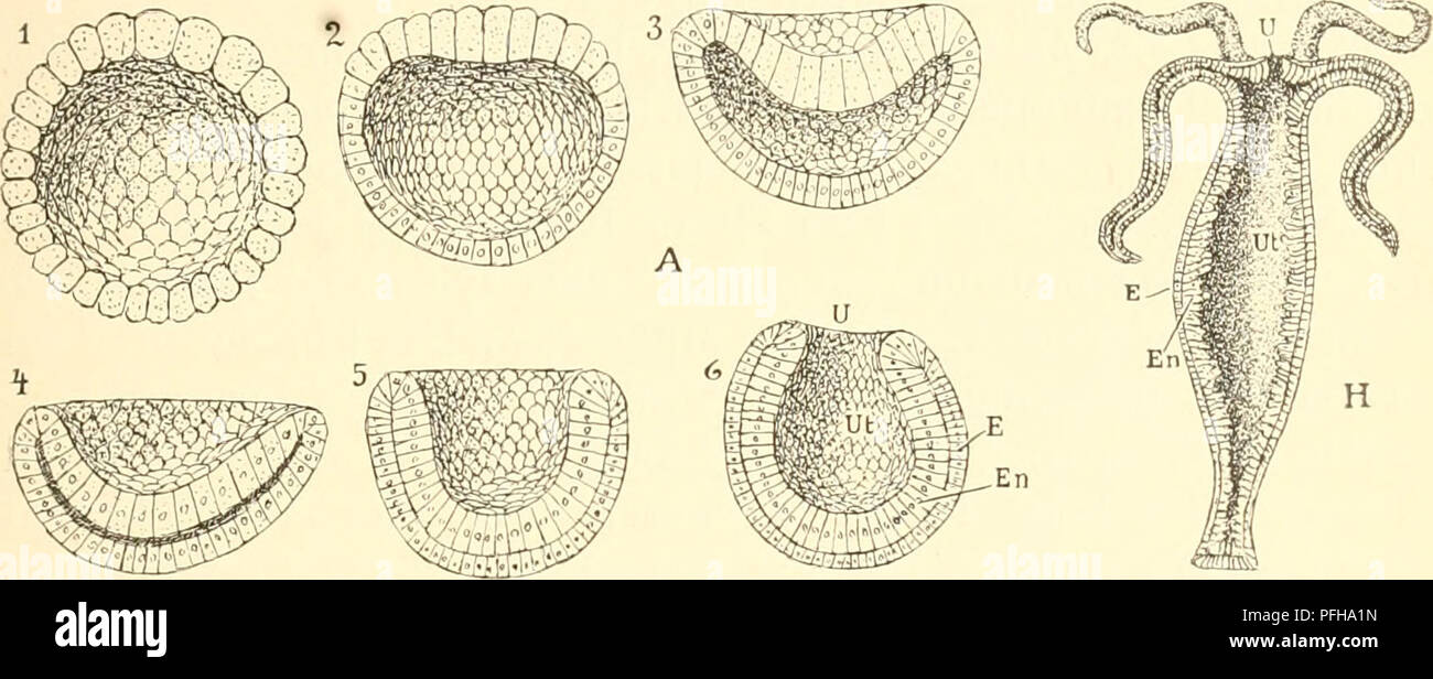 This publication from the Danish Ornithological Society includes ...