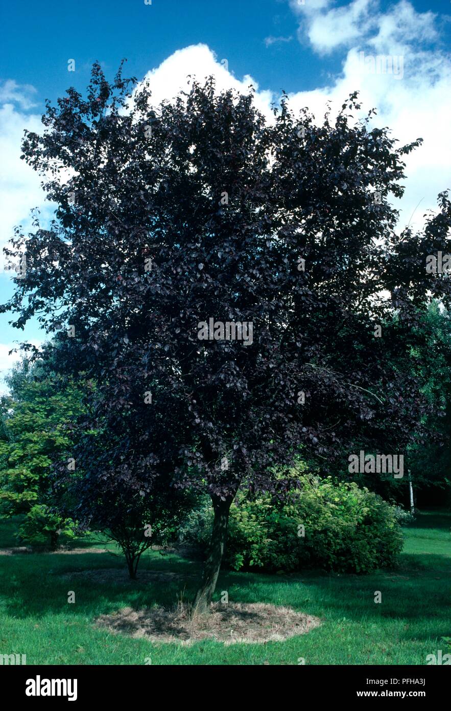 Prunus cerasifera 'Nigra' (Cherry Plum, Myrobalan) tree in formal ...