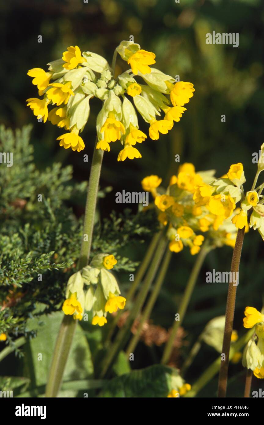 Yellow flowers from Primula veris (Cowslip), close-up Stock Photo - Alamy